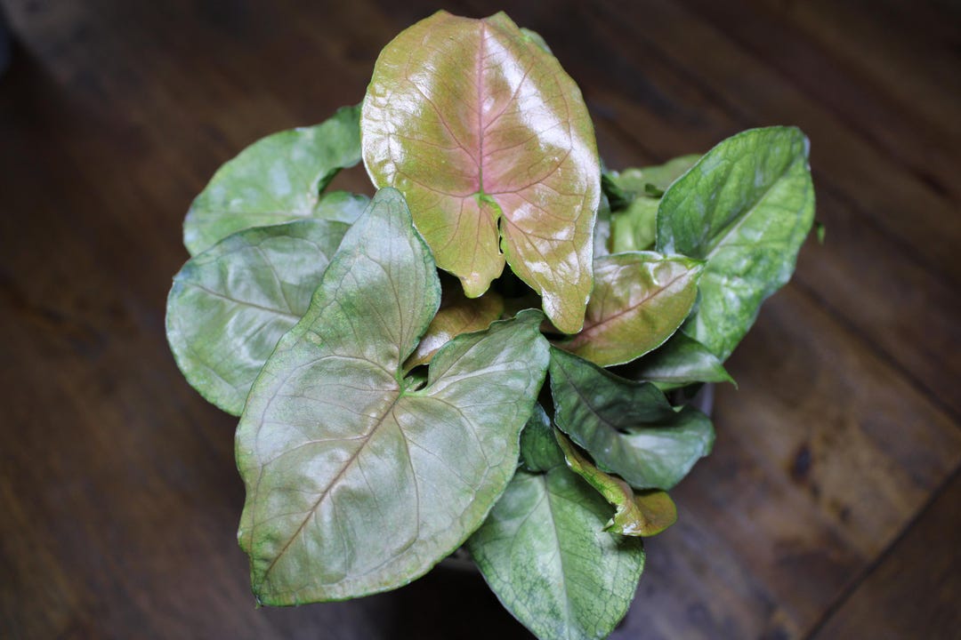Syngonium ‘maria Allusion’ 4 Inch Plant | EXACT PLANT | Bronze Blush ...