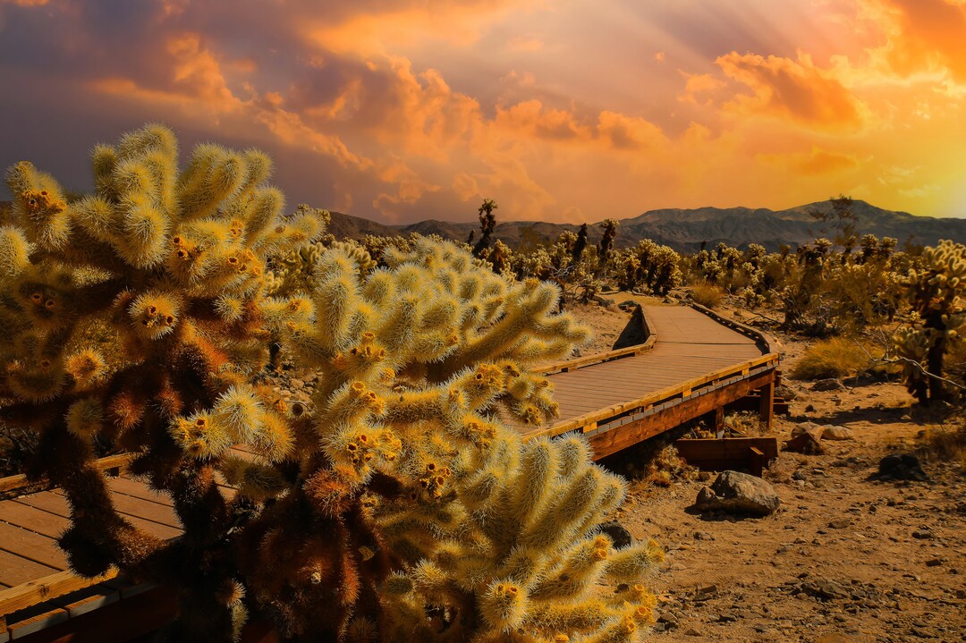 Coachella Cactus Garden Sunset Photo Print: Desert Landscape Wall Art ...