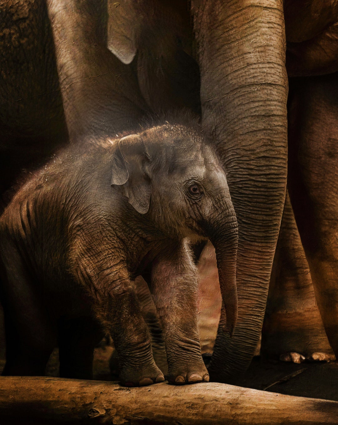 Adorable Baby Elephant Photo Print - Elephant Wall Decor , Elephant ...