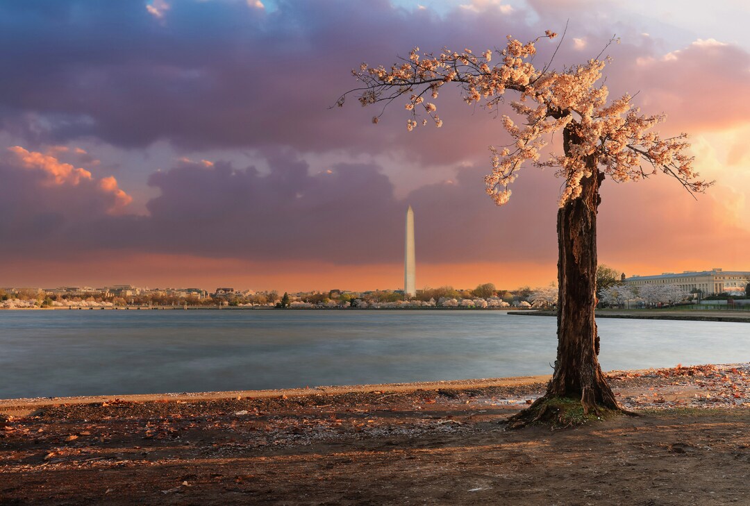 Washington DC Cherry Blossom "stumpy" - Tidal Basin Spring Scenic ...