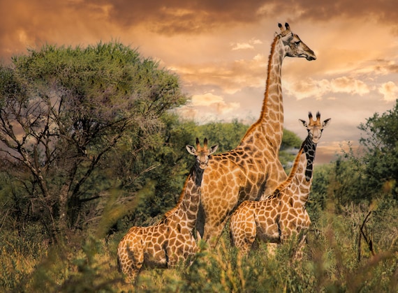 Giraffe Family Tree