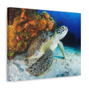 Majestic Sea Turtle Ocean Photo Print - Underwater Wildlife Photography ...
