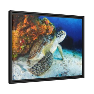 Majestic Sea Turtle Ocean Photo Print - Underwater Wildlife Photography ...