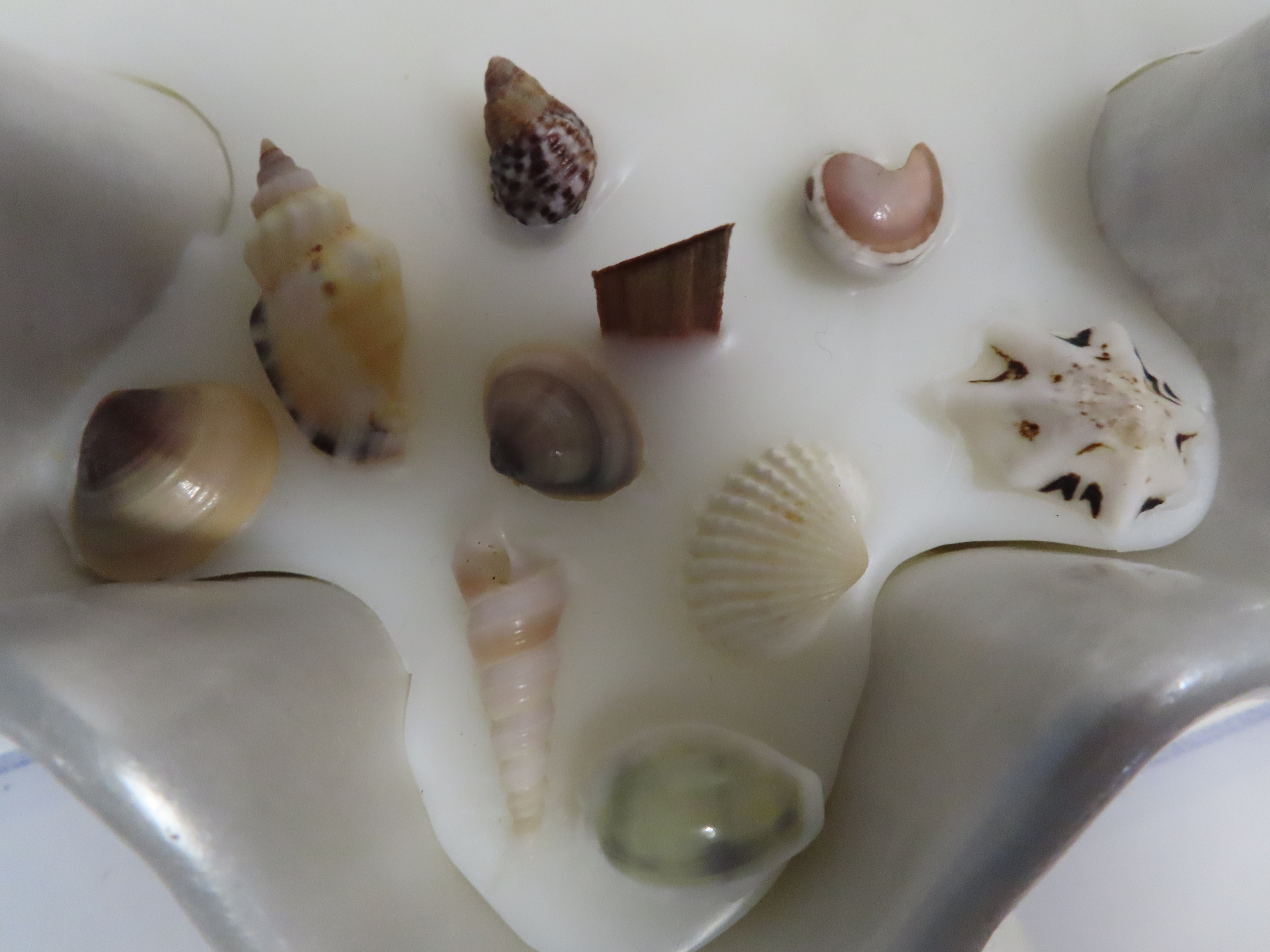 Ocean Cypress Scented Large Cement Seashell | Seashell Candle | 100% ...