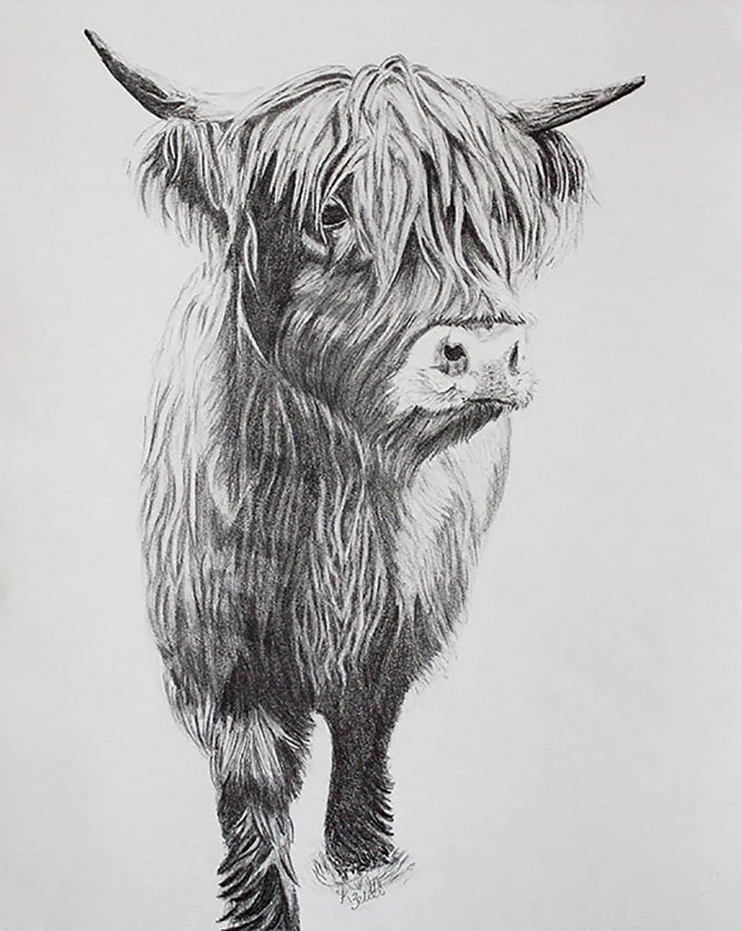 Highland Cattle by K.zeller | Original Printable Art Drawing Digital ...