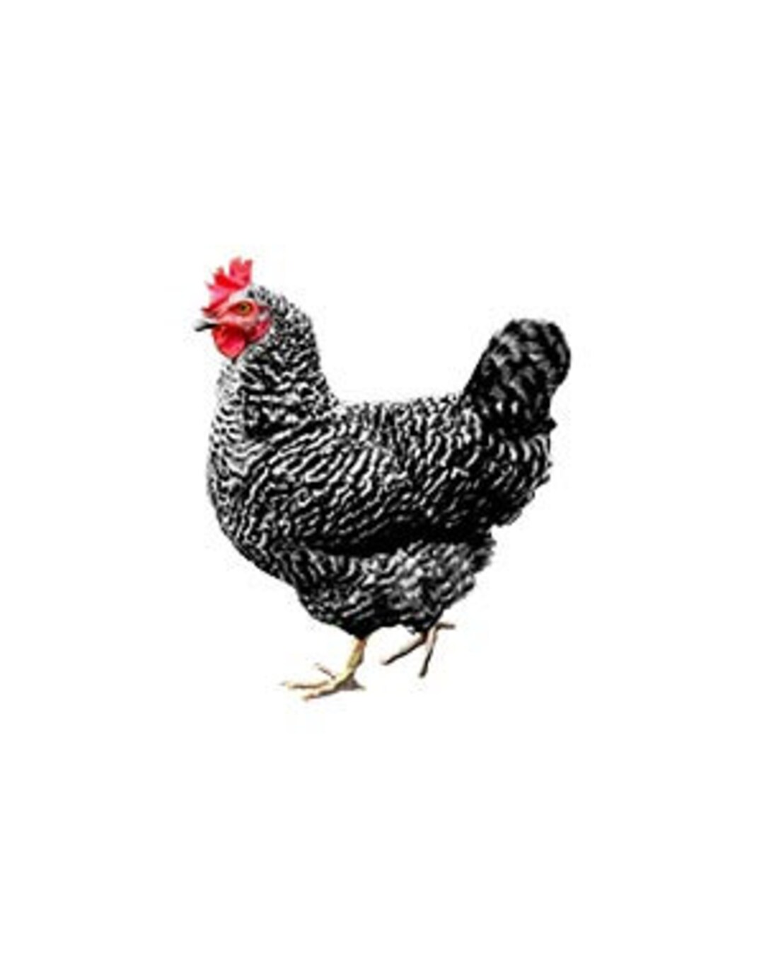 Barred Rock Chicken by Zeller Original Printable Art Digital Download ...
