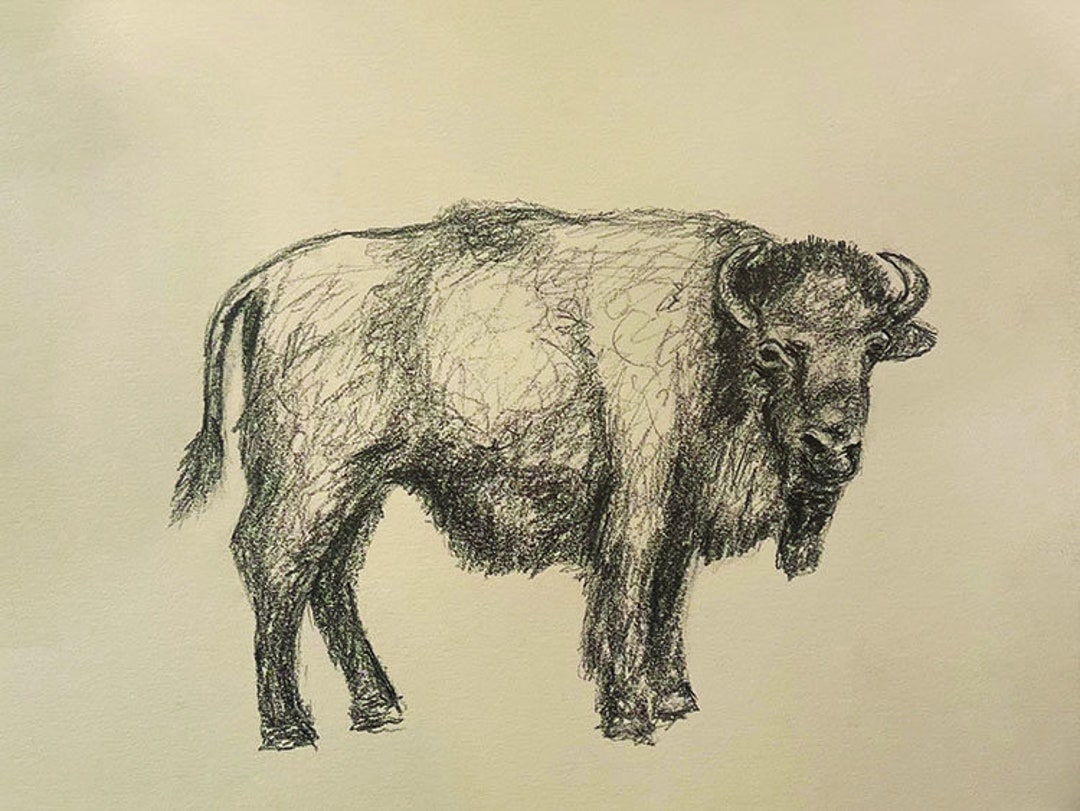 Buffalo Drawing by Zeller | Original Printable Art Digital Download - Etsy