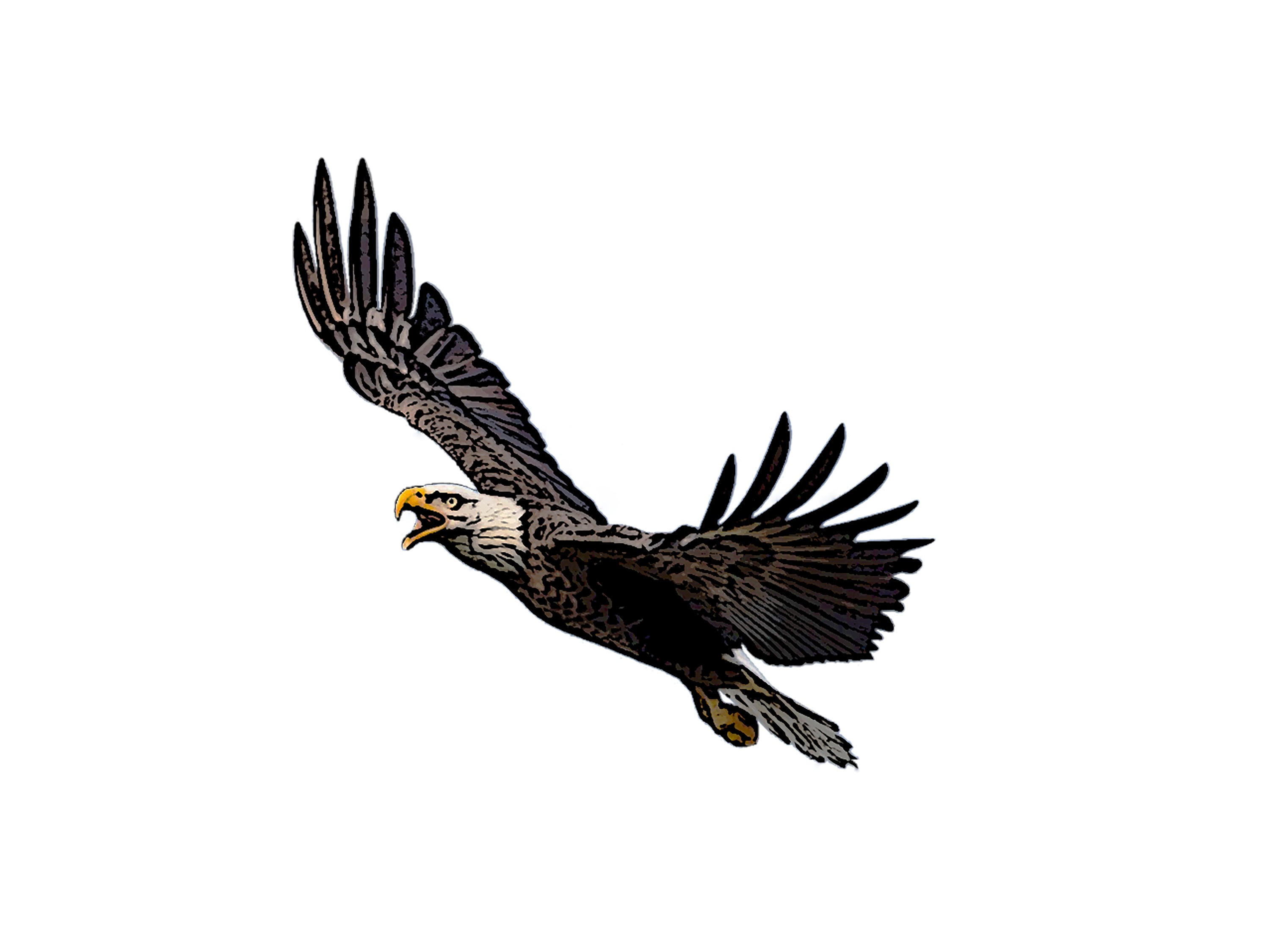 Bald Eagle by Zeller | Original Printable Art Digital Download - Etsy