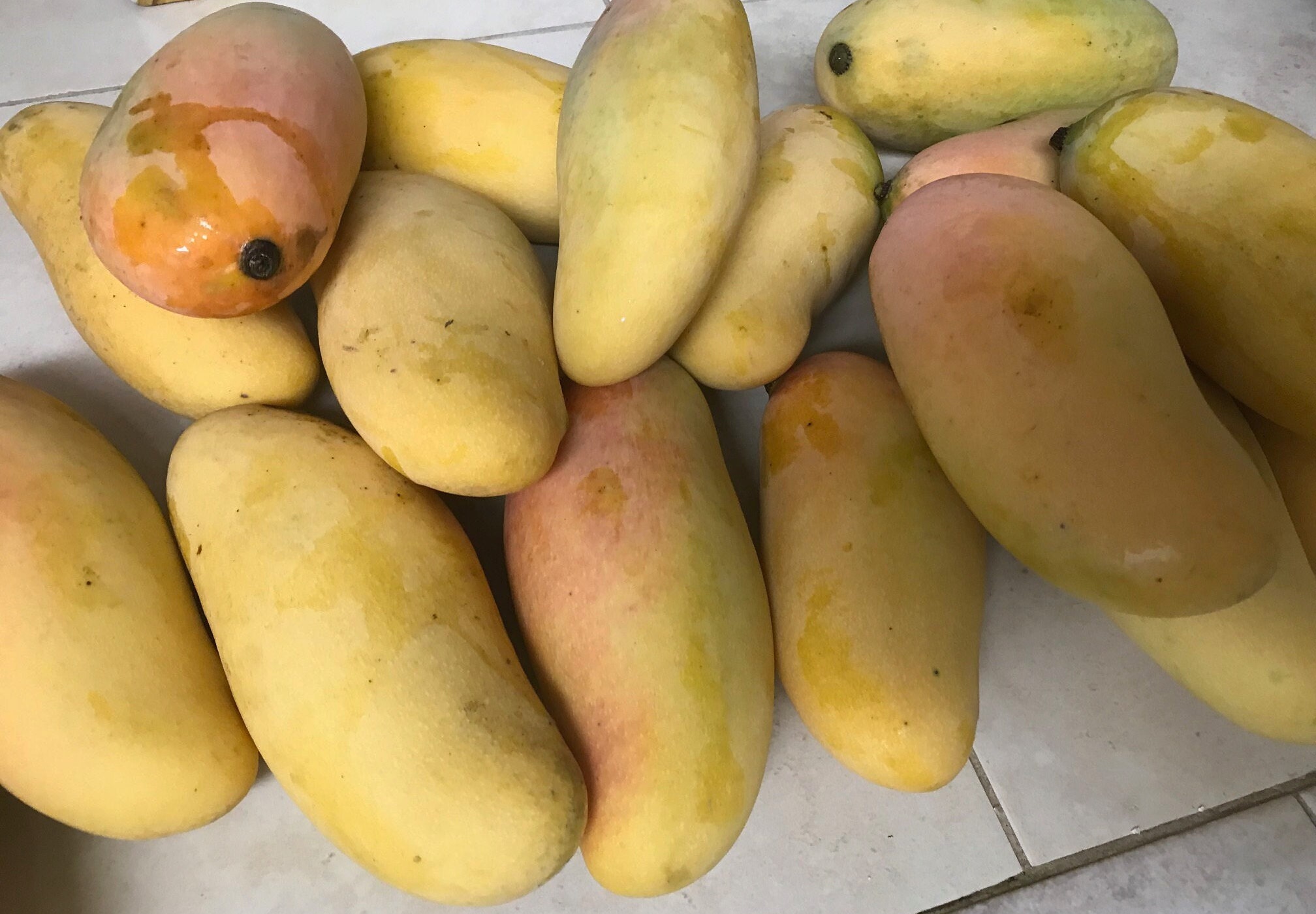 Zill Mango Mix Premium Mango Varieties From Zill High Performance ...