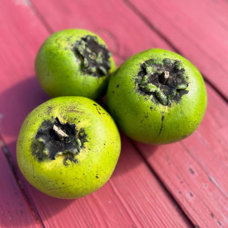 Dwarf Persimmon Tree - Etsy