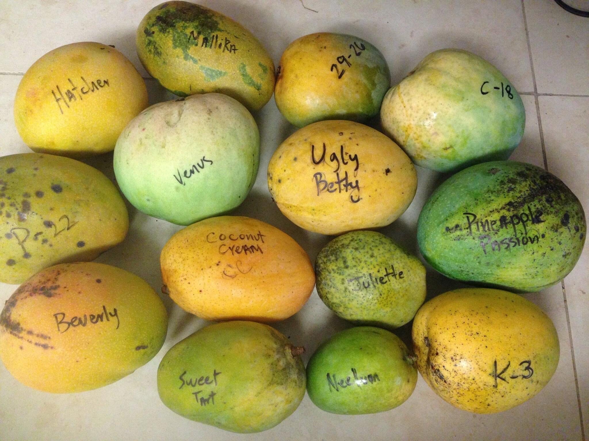Zill Mango Mix Premium Mango Varieties From Zill High Performance ...
