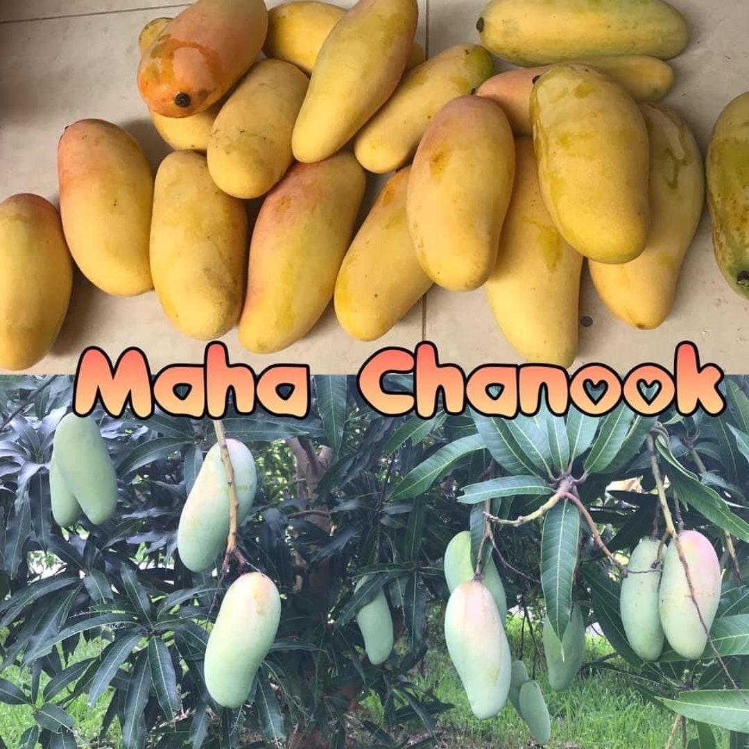 Now in Season Maha Chanok Thai Mangoes. Fresh & Picked to - Etsy
