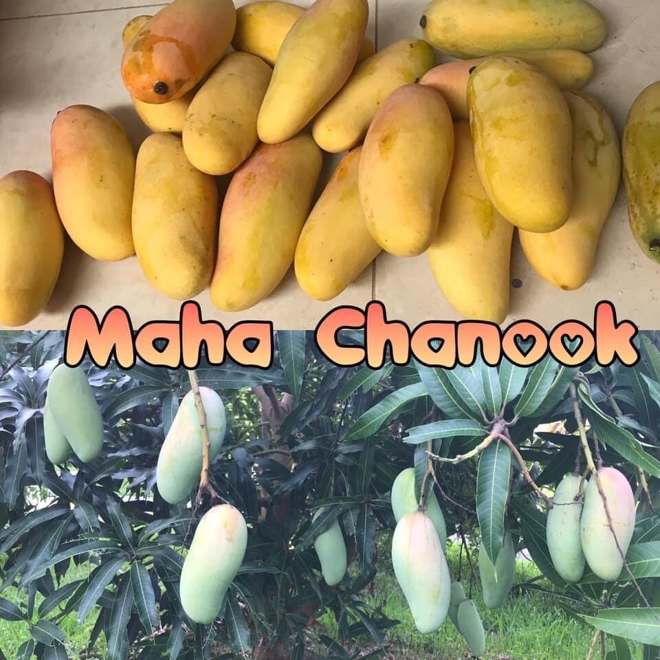 Now in Season Maha Chanok Thai Mangoes. Fresh & Picked to - Etsy