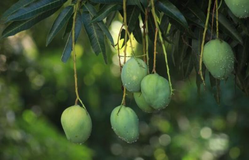 Grafted Mango Trees - Etsy