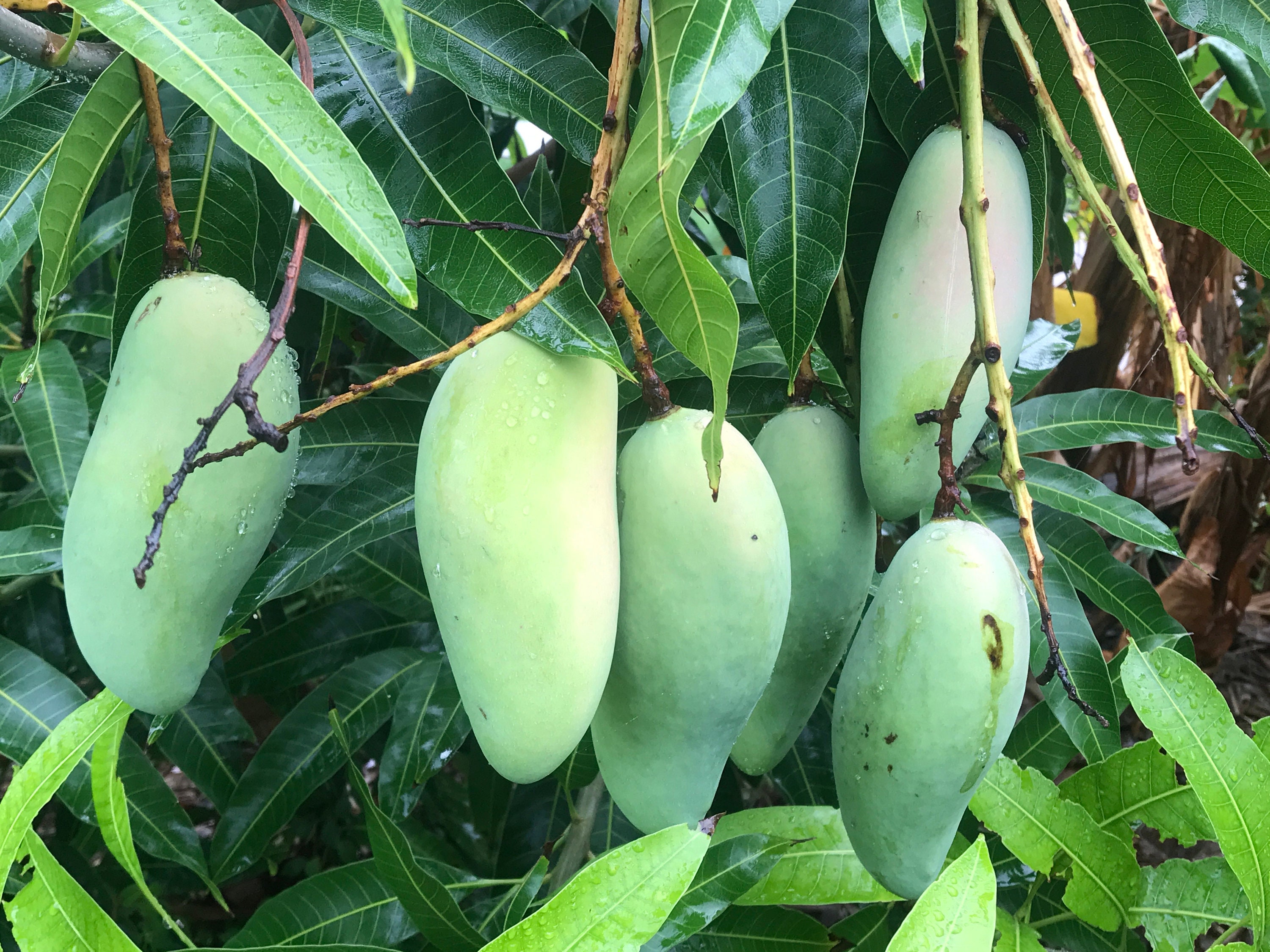 Now in Season Maha Chanok Thai Mangoes. Fresh & Picked to - Etsy
