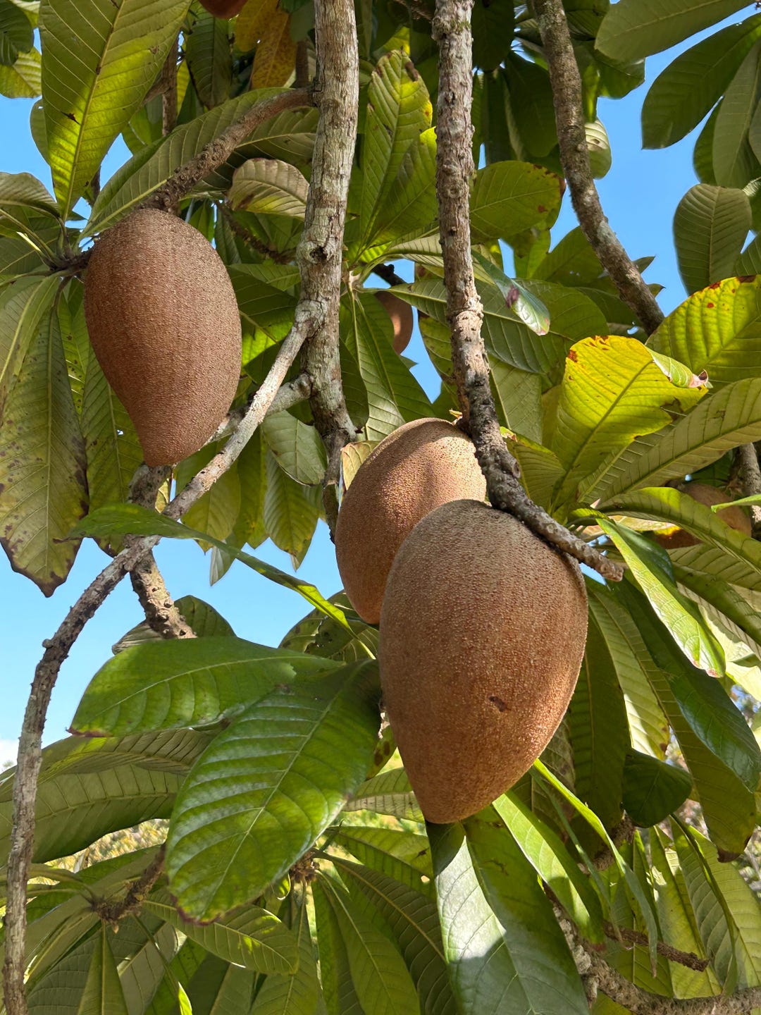 Fresh Mamey Sapote - Etsy