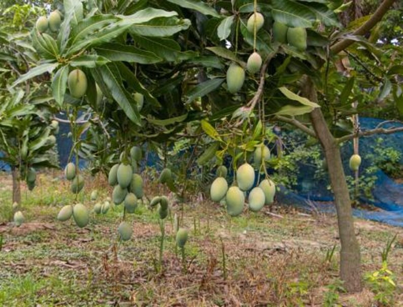 Grafted Mango Trees - Etsy
