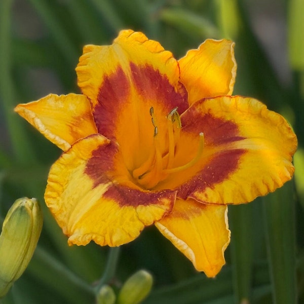 Daylily brocaded Gown, Reblooming Daylily. - Etsy