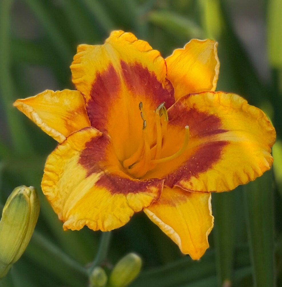 Free Shipping on Reblooming Daylily “black Eyed Susan”, Yellow With Red ...