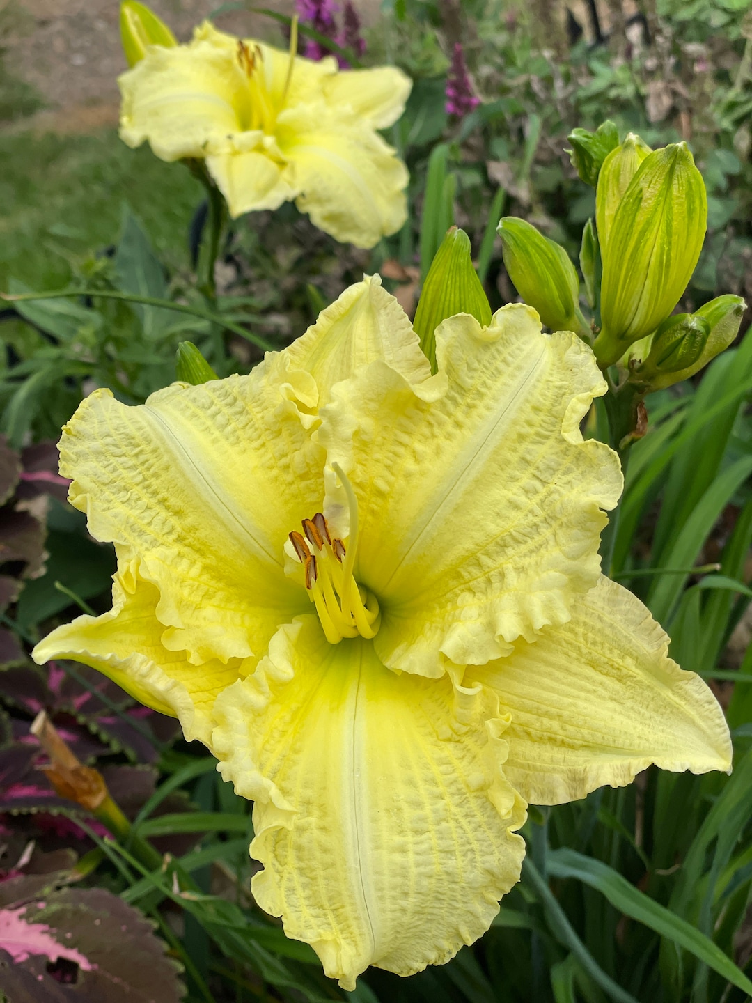 Daylily brocaded Gown, Reblooming Daylily. - Etsy