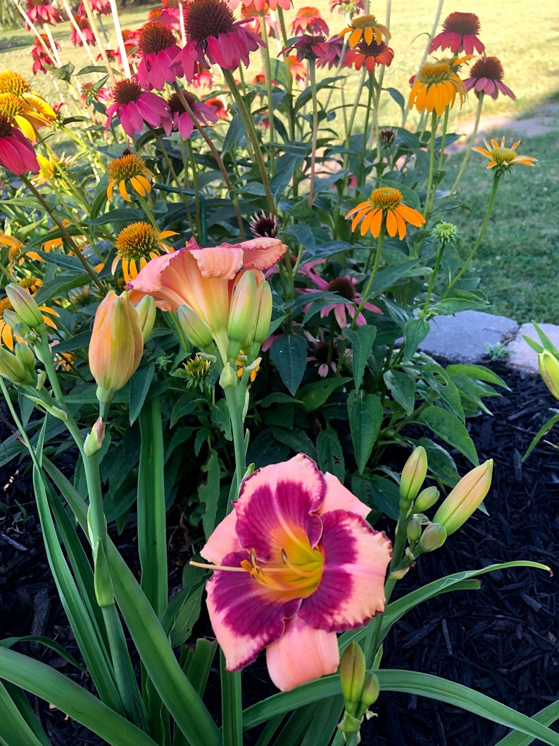 Free Shipping on Reblooming Daylily blushing Summer Valentine - Etsy