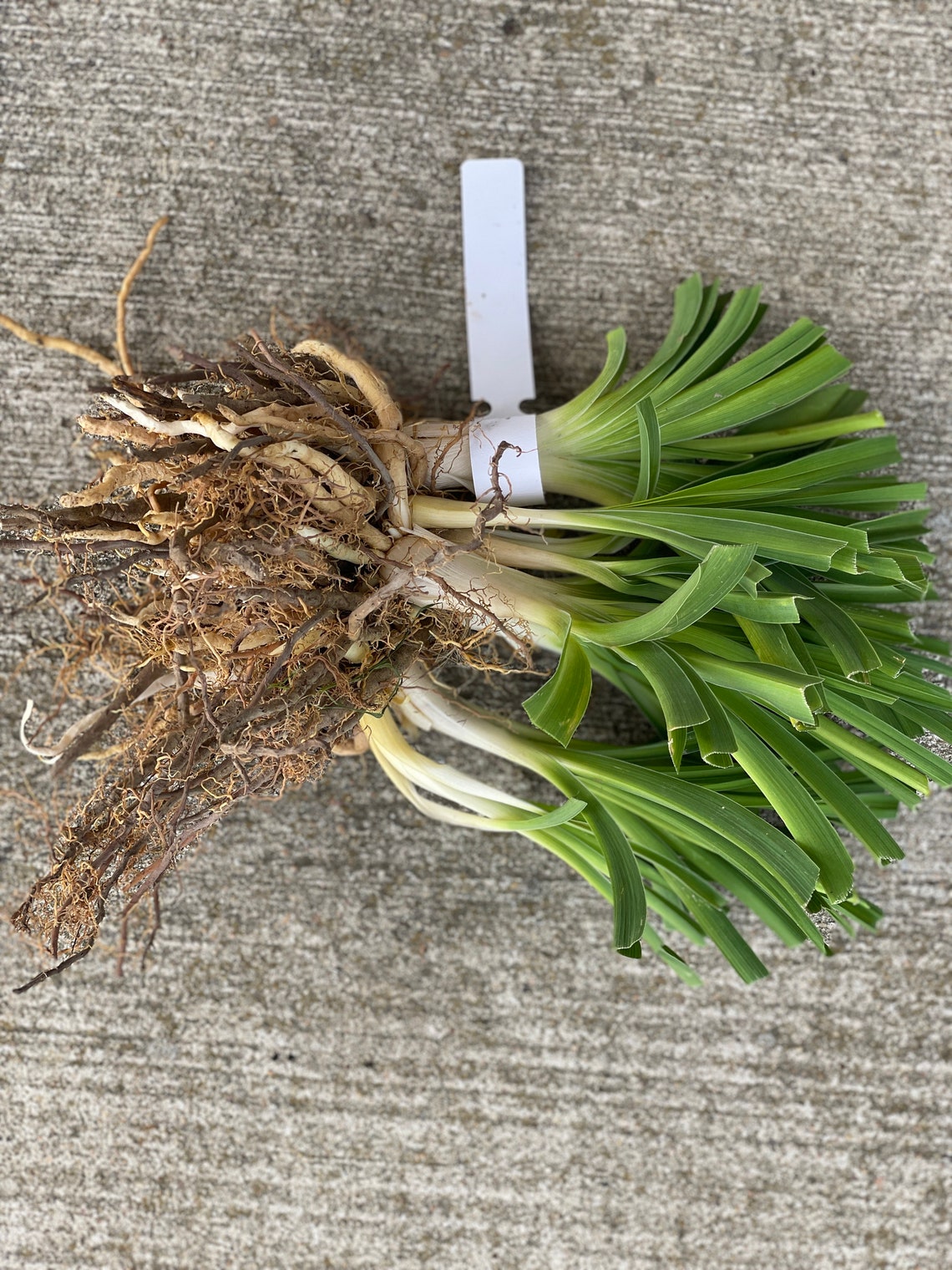 Daylily Rebloomer eye-yi-yi Free Shipping. - Etsy