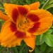 Daylily Rebloomer eye-yi-yi Free Shipping. - Etsy