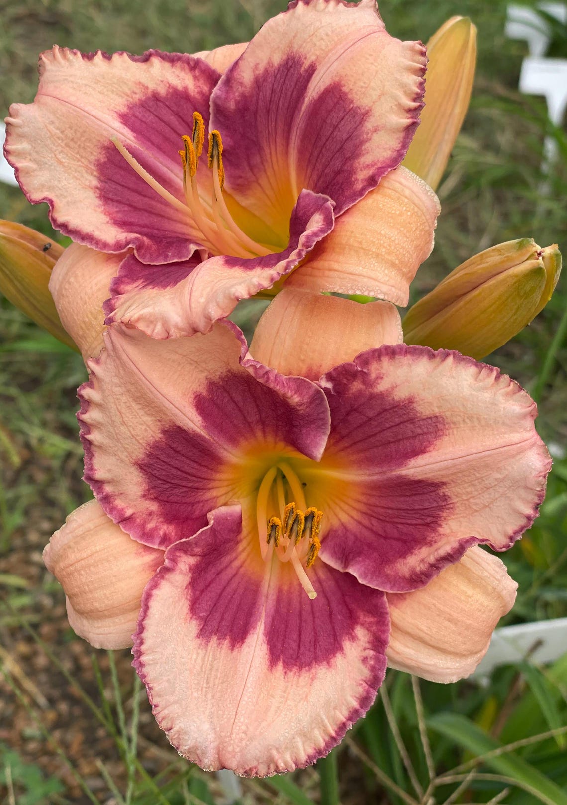 Free Shipping on Reblooming Daylily “blushing Summer Valentine ...