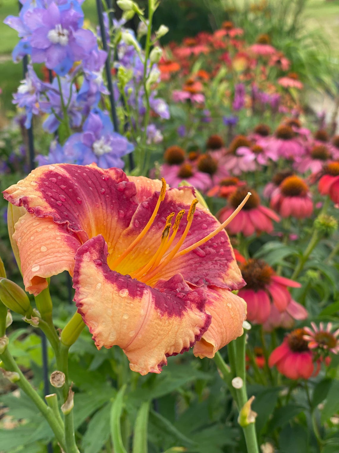 Free Shipping on Reblooming Daylily “blushing Summer Valentine ...