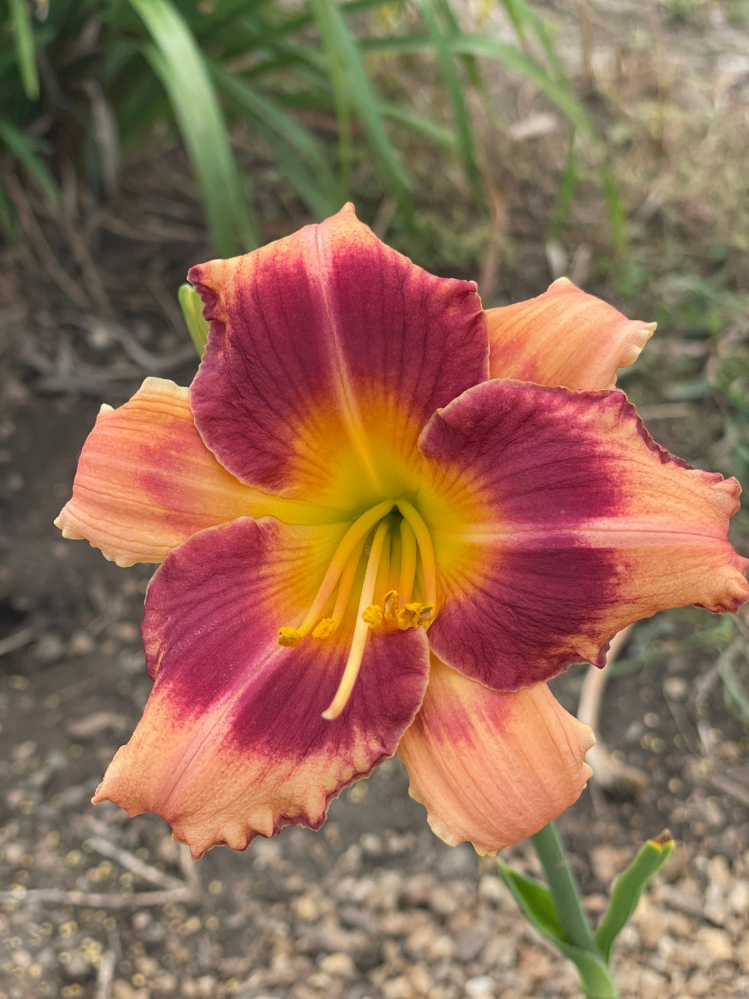 Free Shipping on Reblooming Daylily blushing Summer Valentine - Etsy