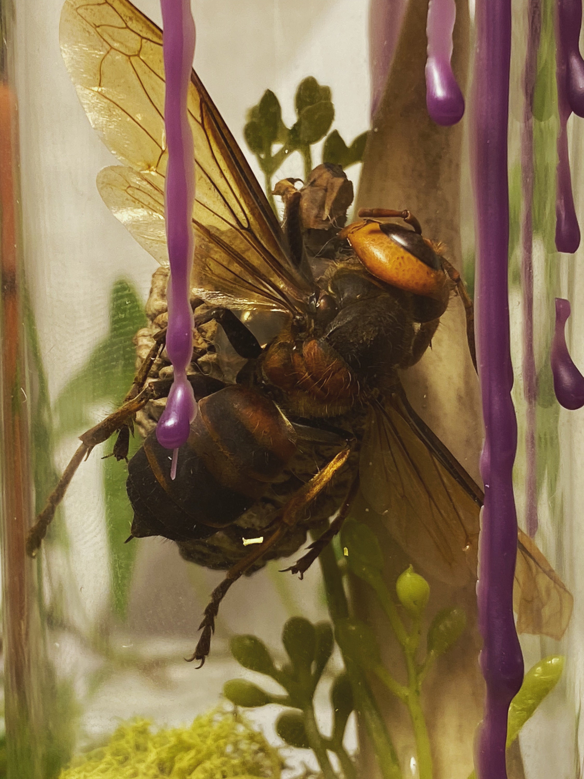 Preserved Bug Terrariums Beautifully Unique Insects Taxidermy Bugs ...