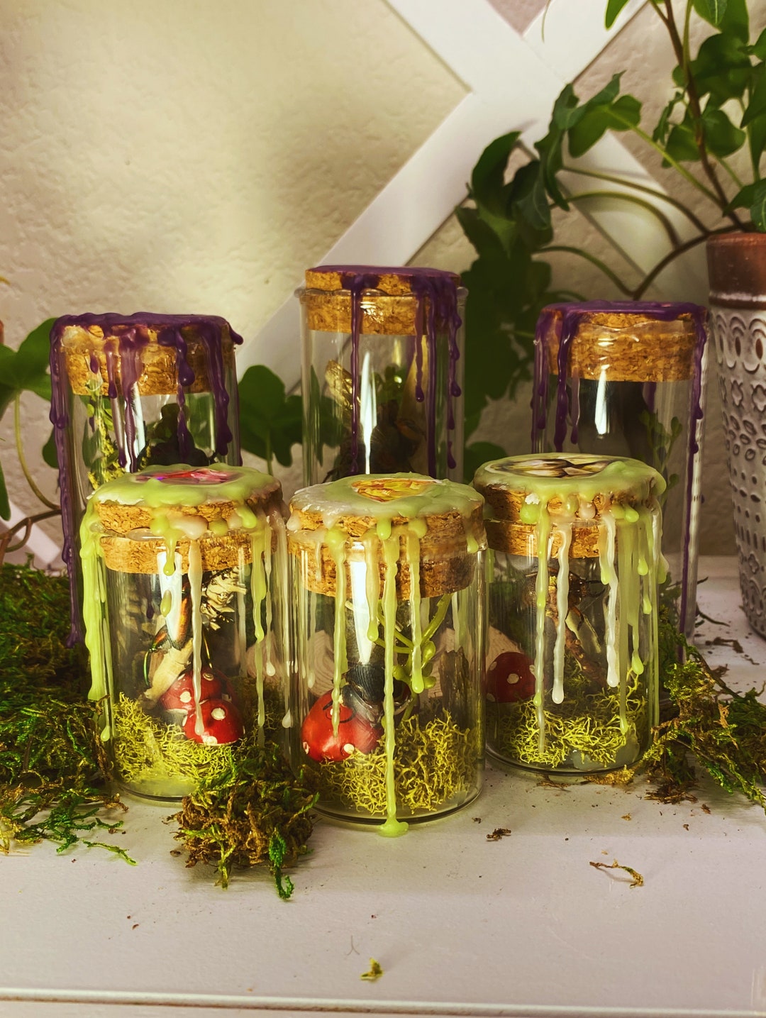 Preserved Bug Terrariums Beautifully Unique Insects Taxidermy Bugs ...