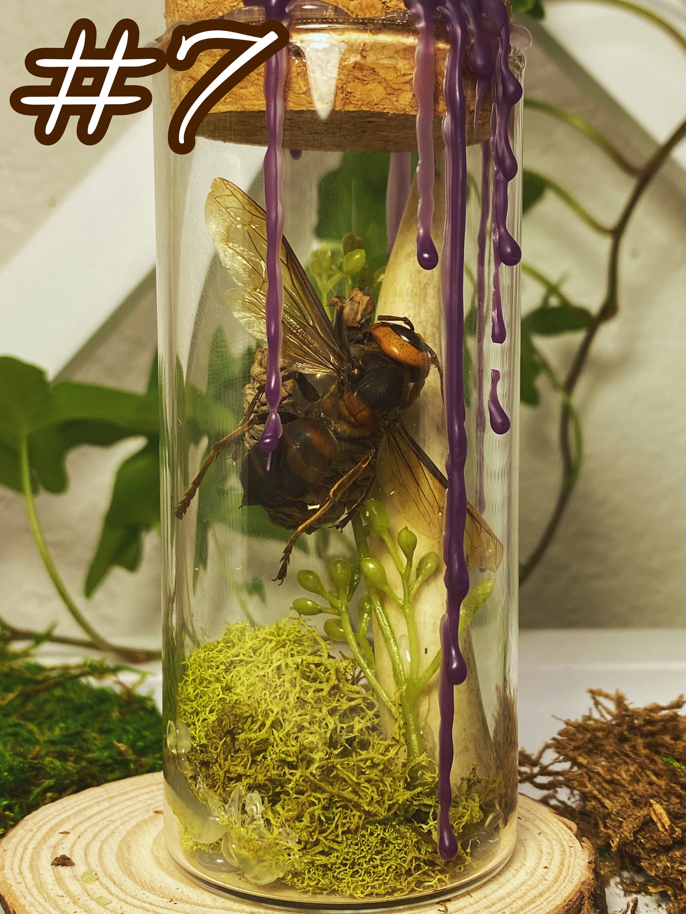 Preserved Bug Terrariums Beautifully Unique Insects Taxidermy Bugs ...