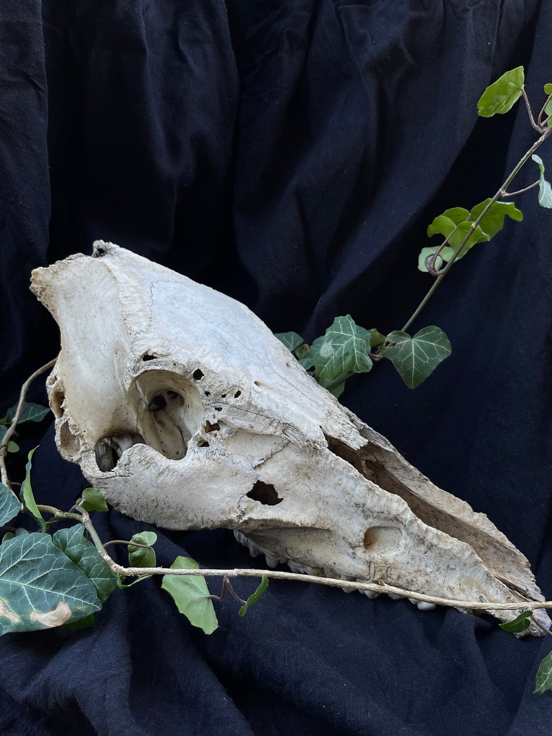 Real Wild Boar Skull - Etsy