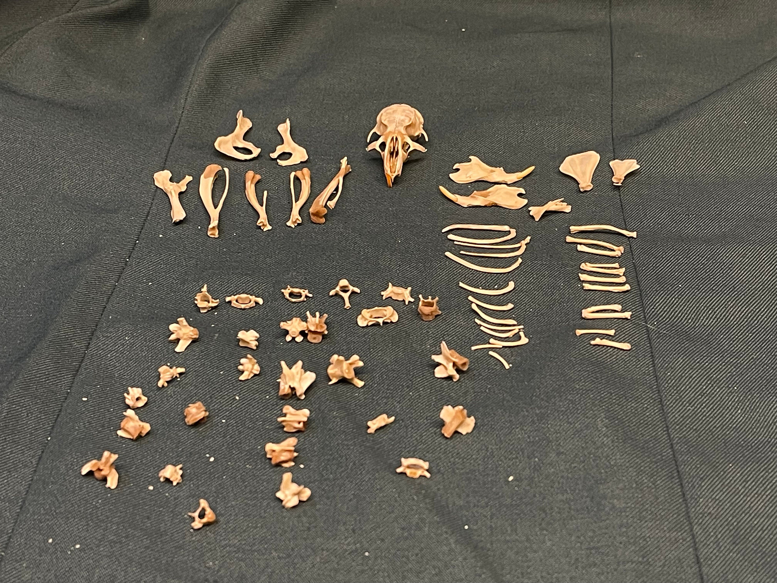 Rat Skeletal Bones - Etsy