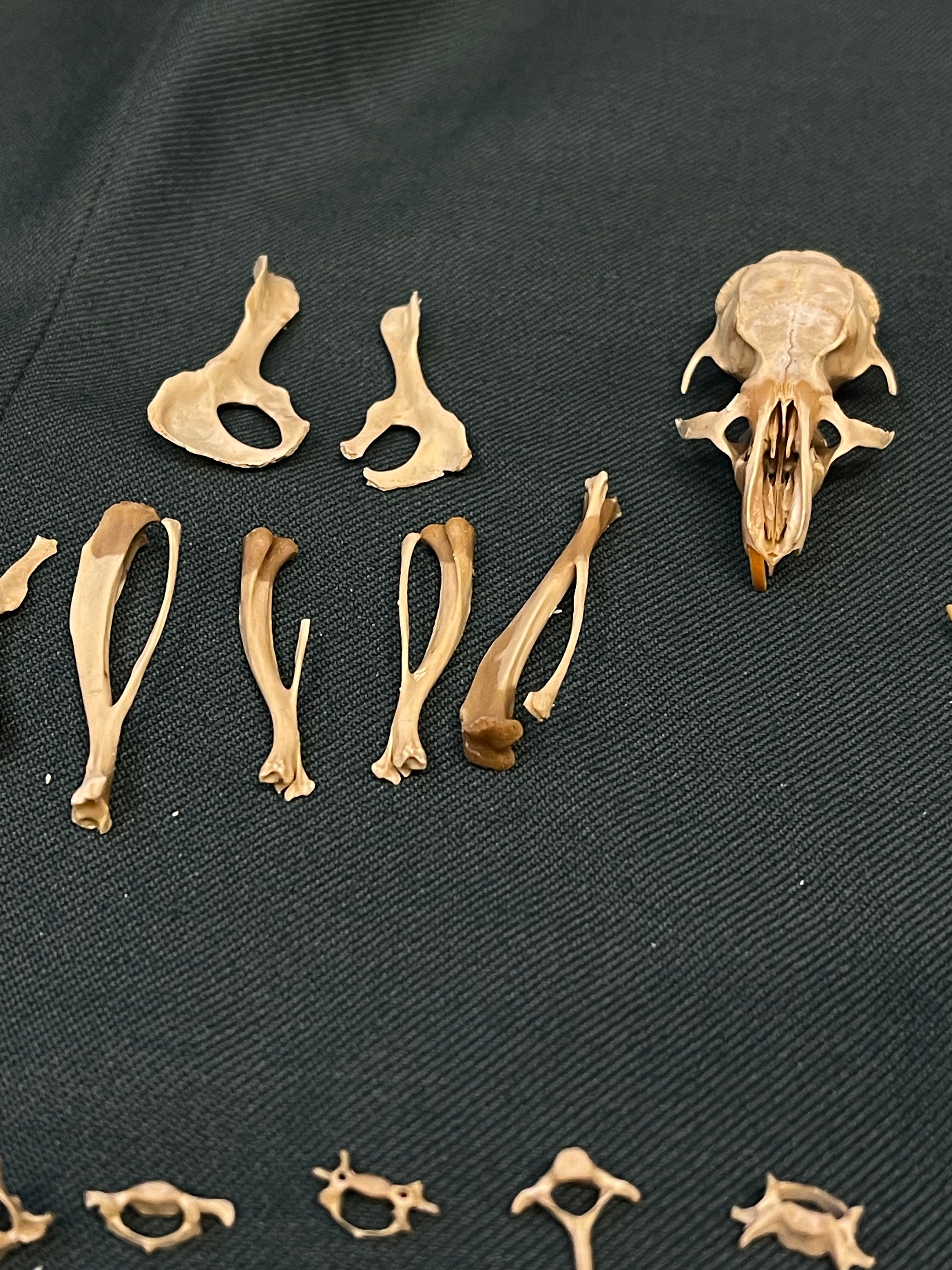 Rat Skeletal Bones - Etsy