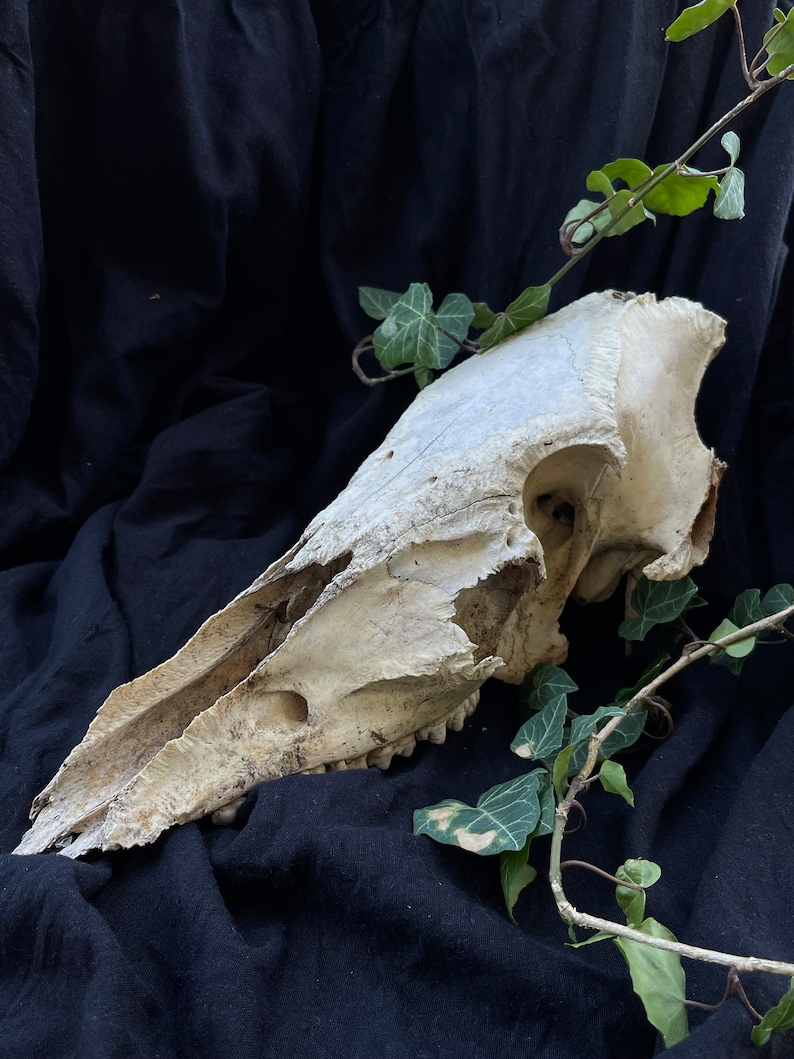 Real Wild Boar Skull - Etsy