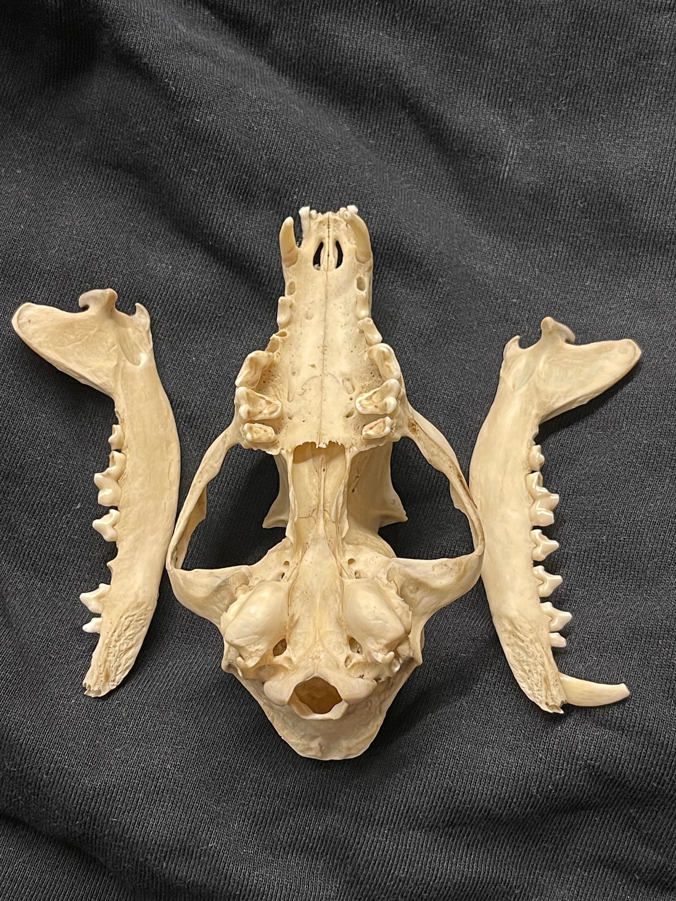 Real Fox Skull - Etsy