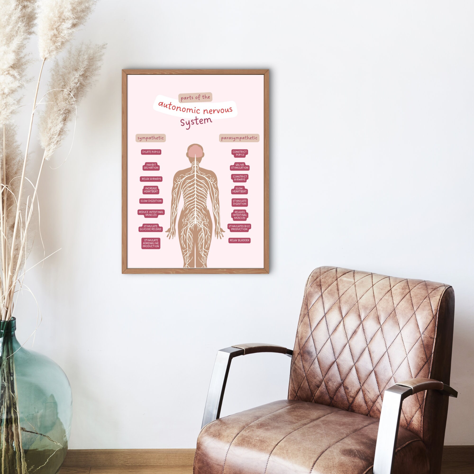 Autonomic Nervous System Chart | Sympathetic Nervous System | Therapy ...