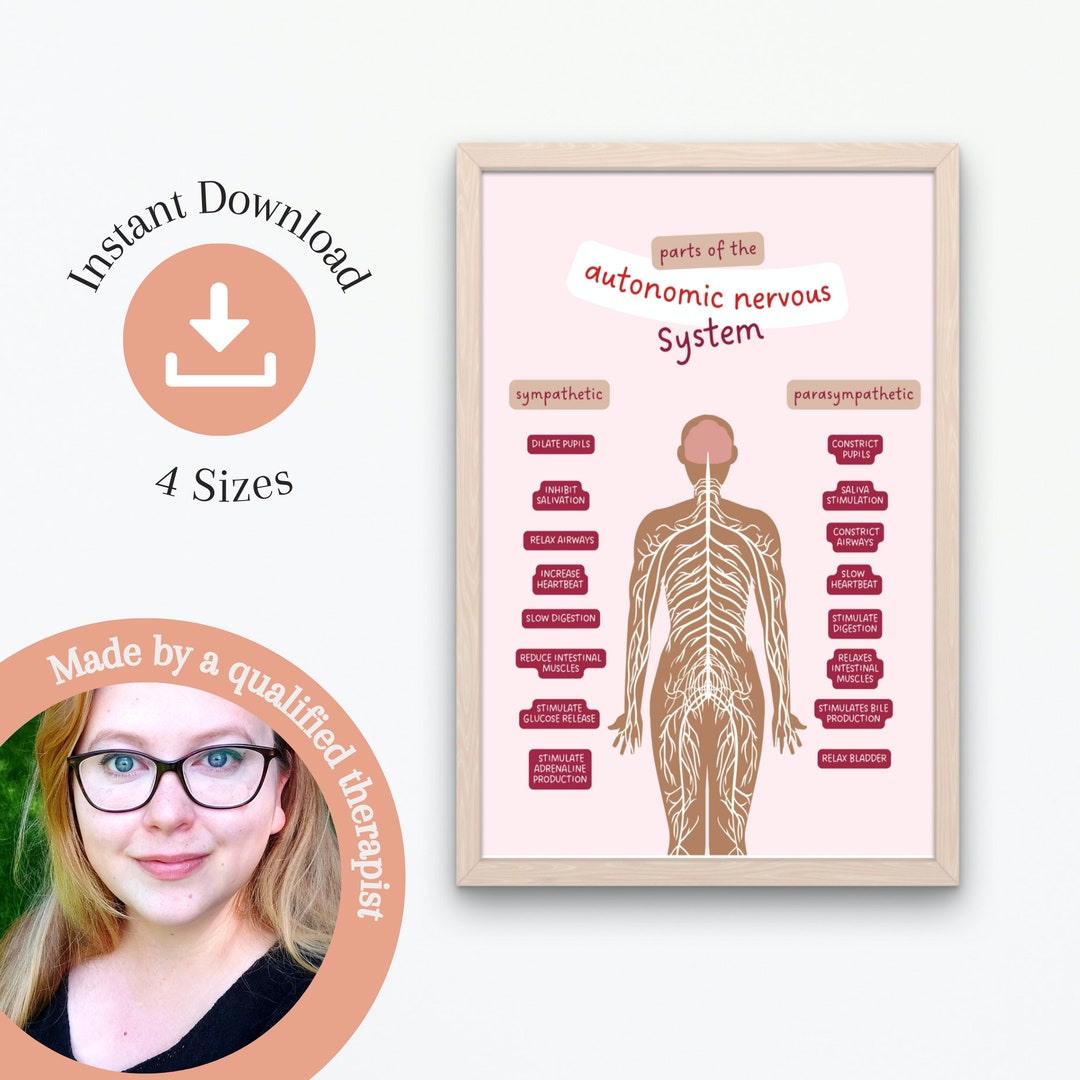 Autonomic Nervous System Chart | Sympathetic Nervous System | Therapy ...