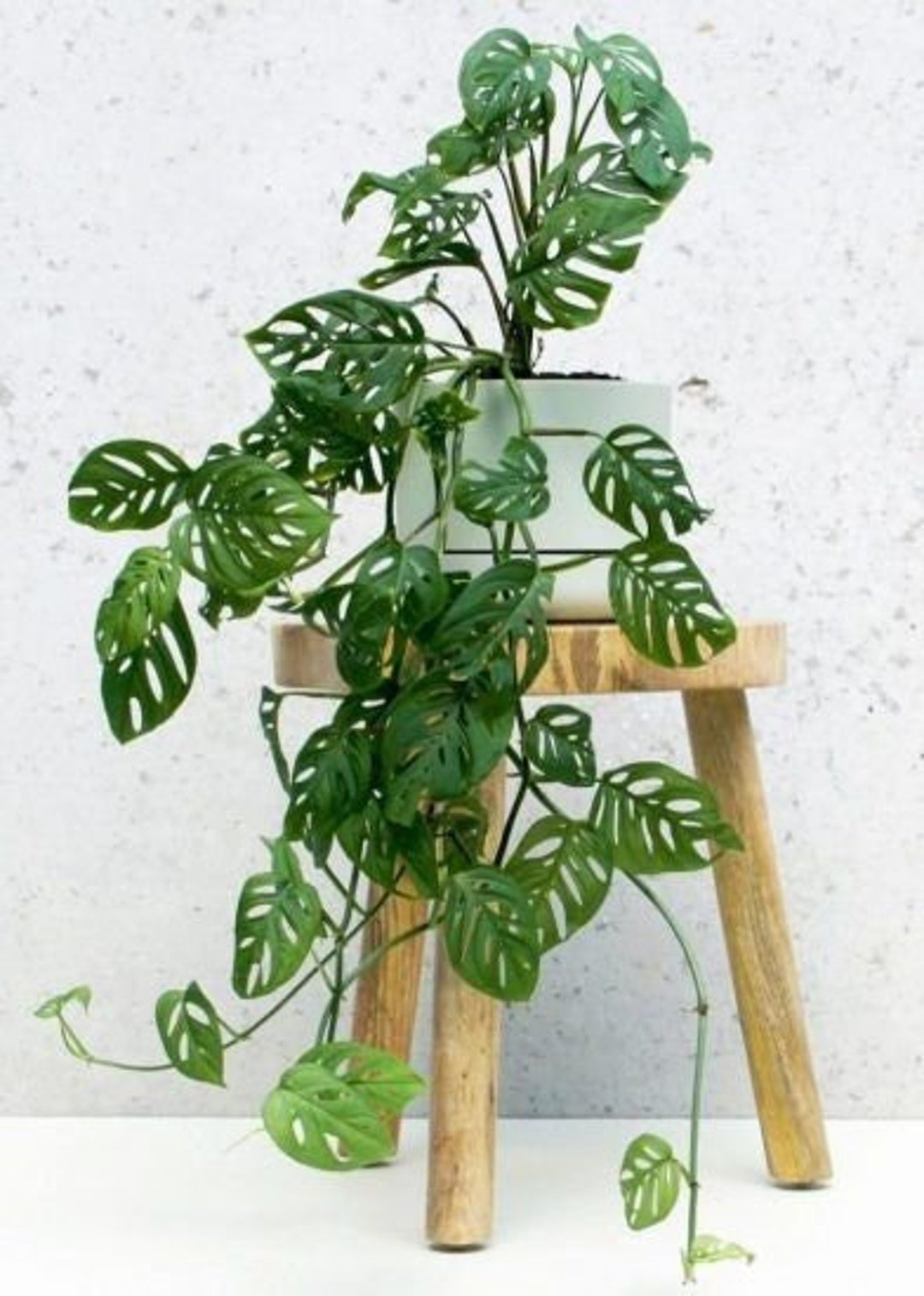 Monstera Adansonii Cuttings Flat Form Swiss Cheese Plant - Etsy