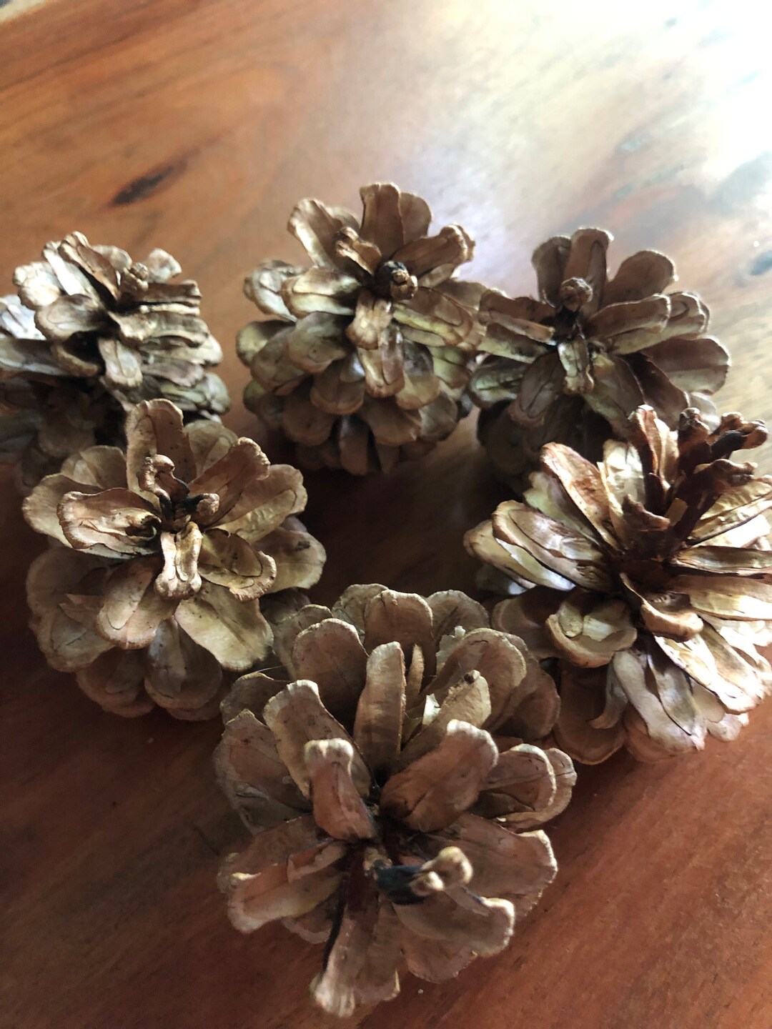 Canadian Pine Cones (15 per Package) - Etsy