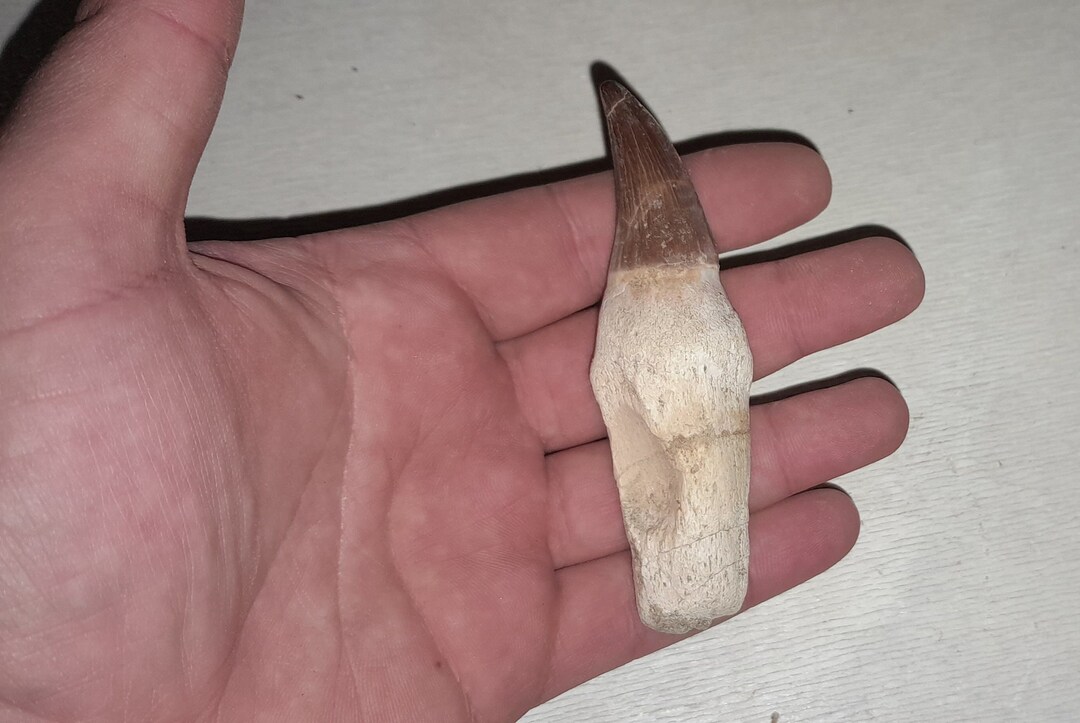 Natural Mosasaurus PROGNATHODON Tooth Root Mosasaur Fossil - Etsy