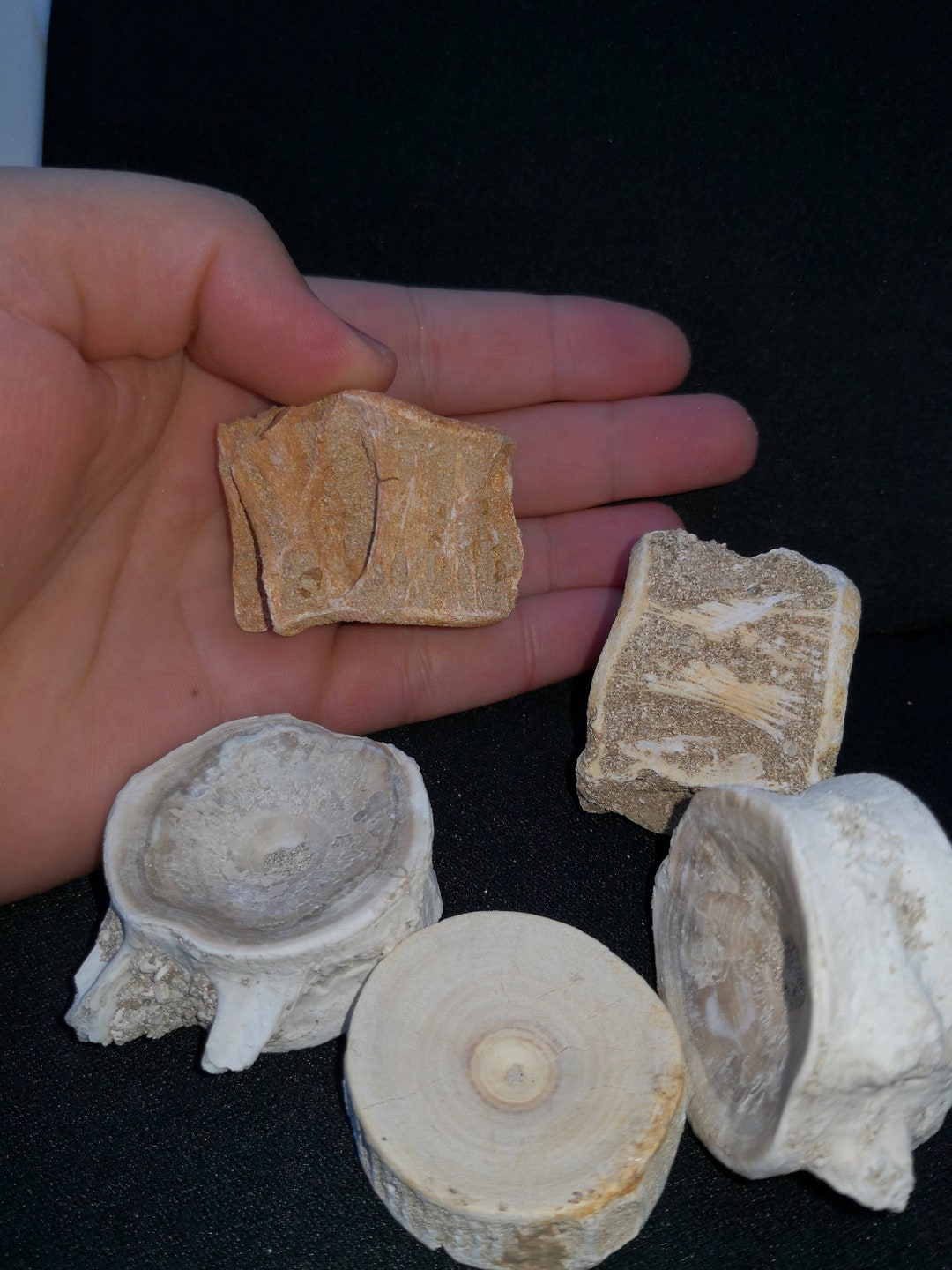 Shark Vertebrae 5 Piece Prehistoric Shark Vertebrae Rare - Etsy