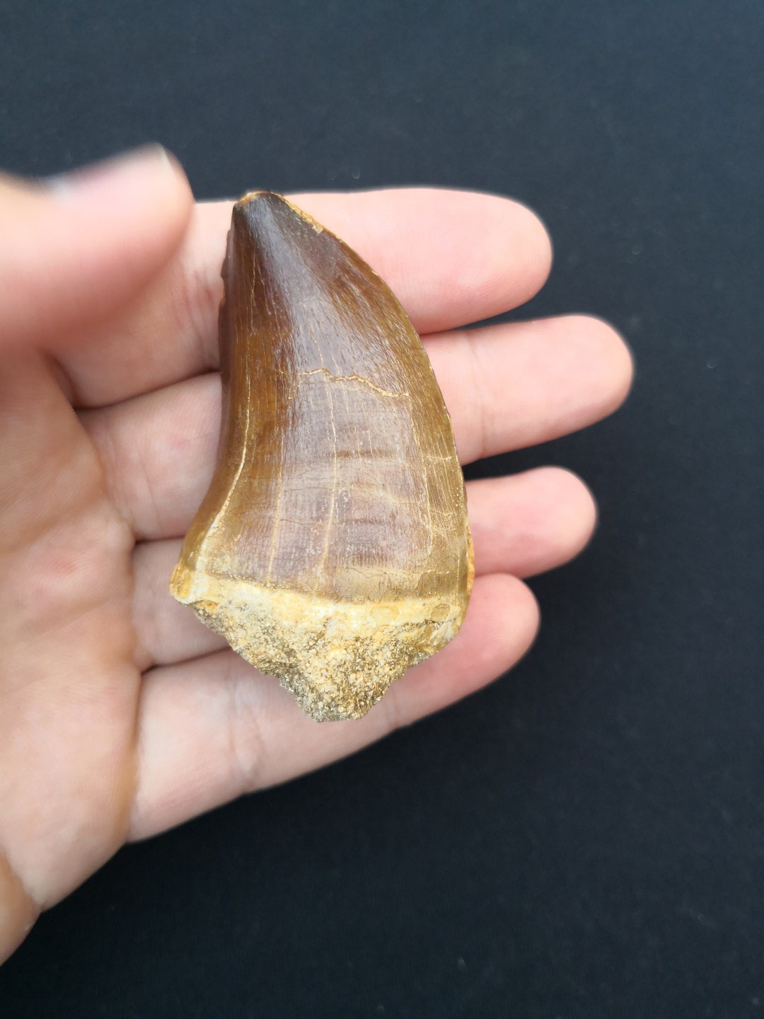 Authentic Top-quality Tylosaurus Mosasaurus Dinosaur Teeth - Etsy UK