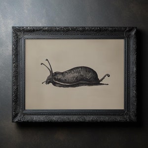 Slug Art Print Anatomy Slug Printable Garden Slug Illustration Vintage ...