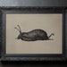 Slug Art Print Anatomy Slug Printable Garden Slug Illustration Vintage ...