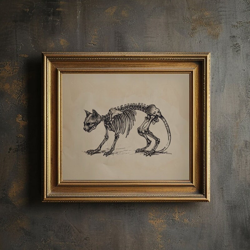 Cat Skeleton - Etsy