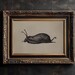 Slug Art Print Anatomy Slug Printable Garden Slug Illustration Vintage ...