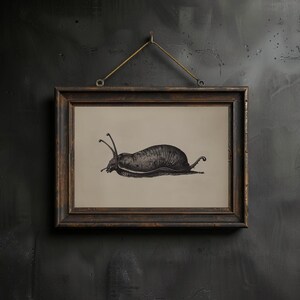 Slug Art Print Anatomy Slug Printable Garden Slug Illustration Vintage ...